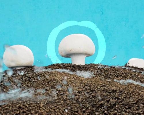 Monaghan Mushrooms - A Natural Future